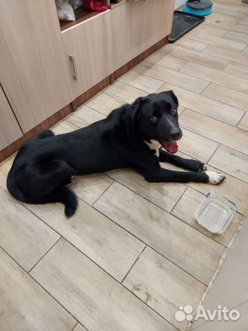 Собака в добрые руки