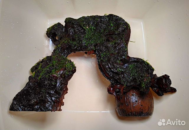 Коряга мангровая для аквариума