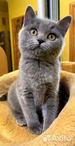 Британская кошка котёнок