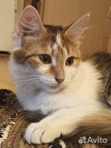 Кошка Злата