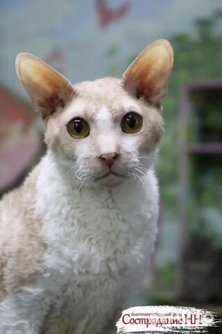 Котик ищет семью