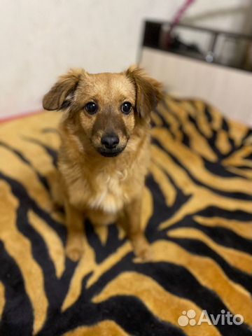 Ищет дом щенок не крупной Собачки Дин