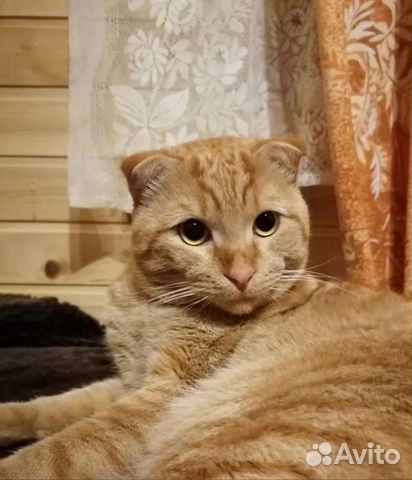 Котик,кастрирован,привит,ответственным людям