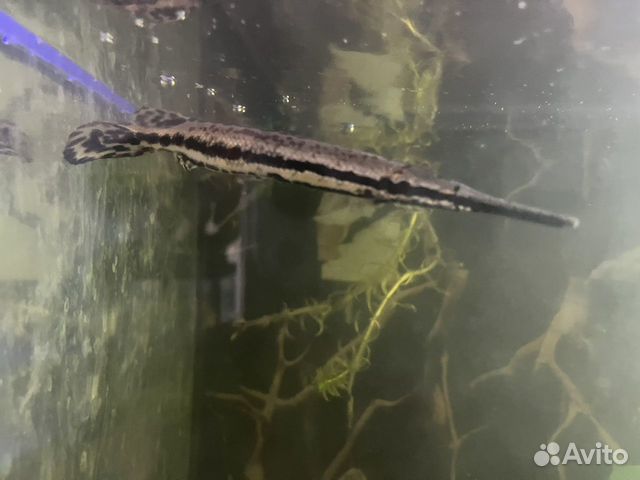 Панцерная щука