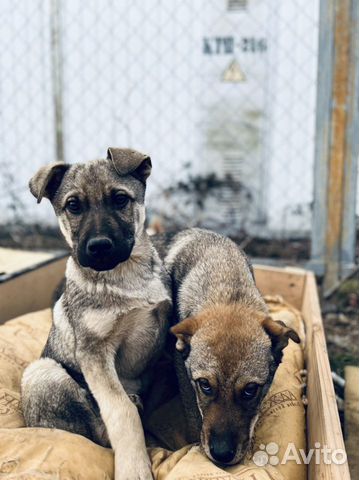 Собака, шенята