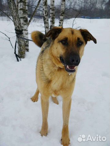 Молодой красавец Лео ищет дом