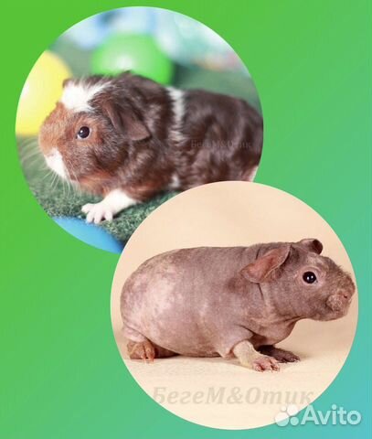 Морские свинки- крестеды, скинни и др