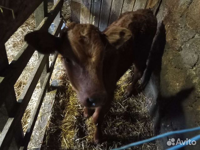 Утки на мясо