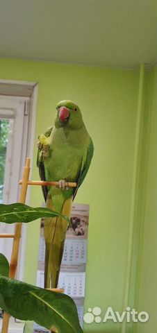 Ожереловый Попугай