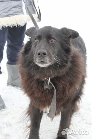 Собака в добрые руки. Милашка Лола ищет дом