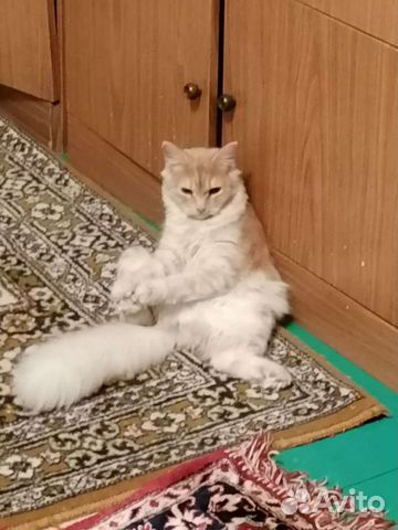 Кошку даром