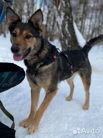 Собака в добрые руки. Можно в квартиру