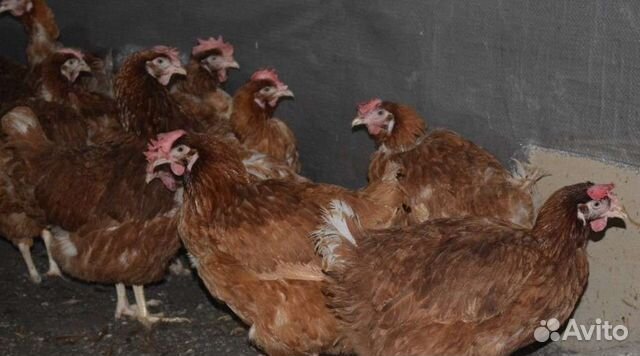 Куры несушки