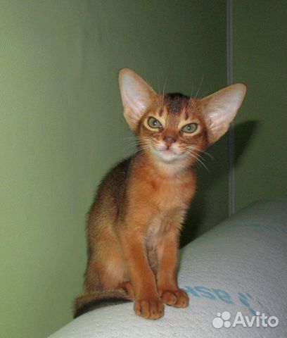 Абиссинские котята