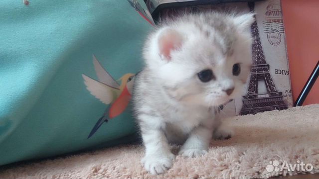 Шотландские котята