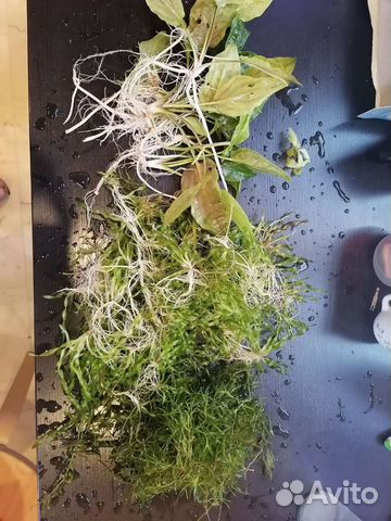 Прополка аквариумные растения