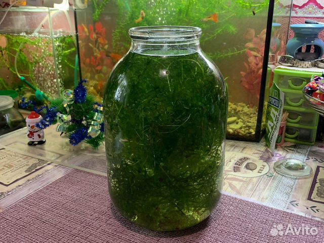 Элодея для аквариума