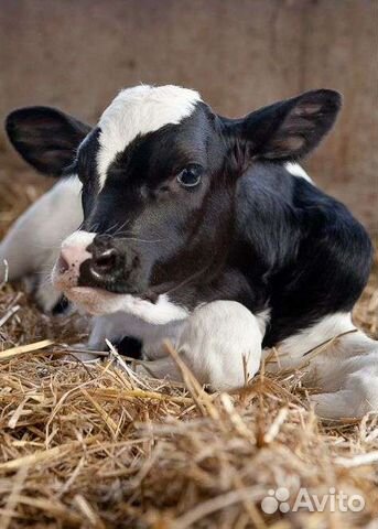 Бычок месячный