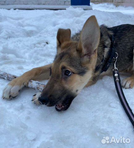 Немецкая овчарка щенок в дар