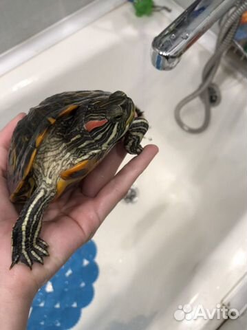 Черепаха с аквариумом