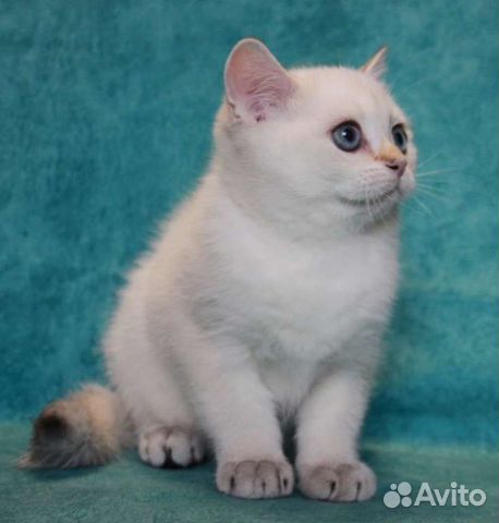 Котик ny1133