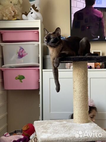 Бурманская кошка 1,5 года отдам в хорошие руки