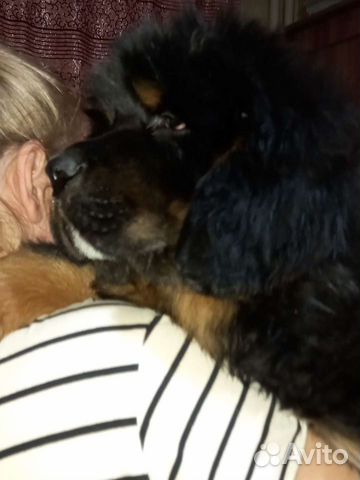 Тибетский мастиф