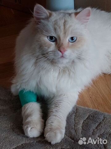 Кот потеряшка Маркиз