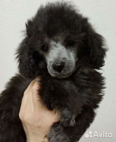 Щенок Серебристого Пуделя