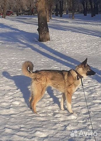 Щенок в добрые ручки