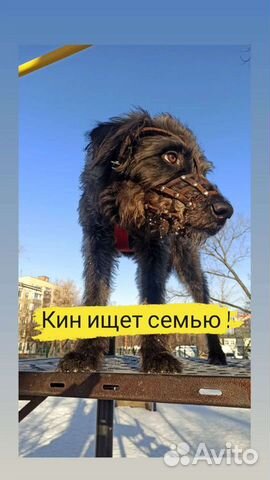 Пёс очень ждёт свою семью