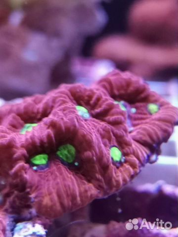 Живые Морские кораллы