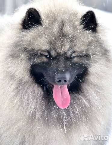 Щенки кеесхонда/вольфшпица РКФ/FCI