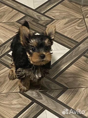 Йоркширский терьер