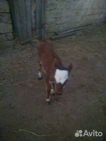 7Месецев Тёлка и Недельная Тоже Тёлка