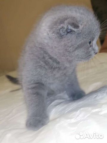 Британские котята серые