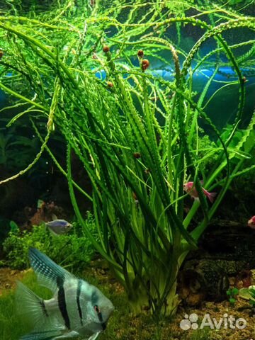 Кринум (маточник)