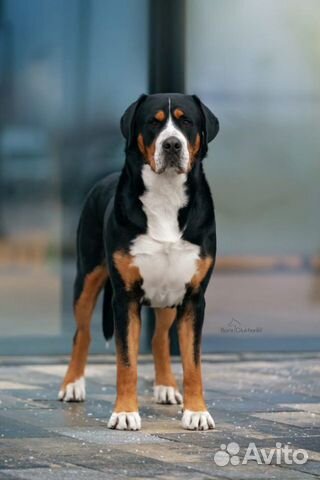 Щенки Большого Швейцарского Зенненхунда (Гросса)