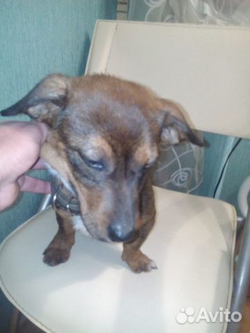 Найдена собака