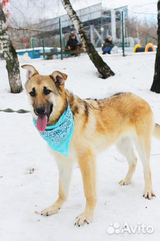 Собака щенок Твинки в добрые руки