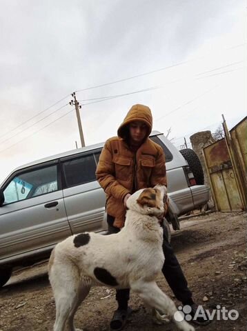 Среднеазиатская овчарка, алабай