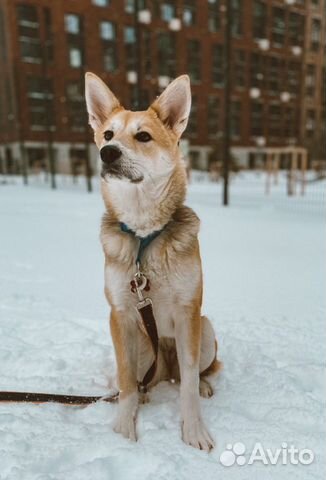 Щенок Митис Акиты 8 месяцев