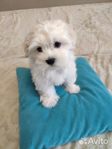 Мальтезе девочки щенки