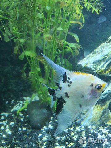 Рыба скалярия