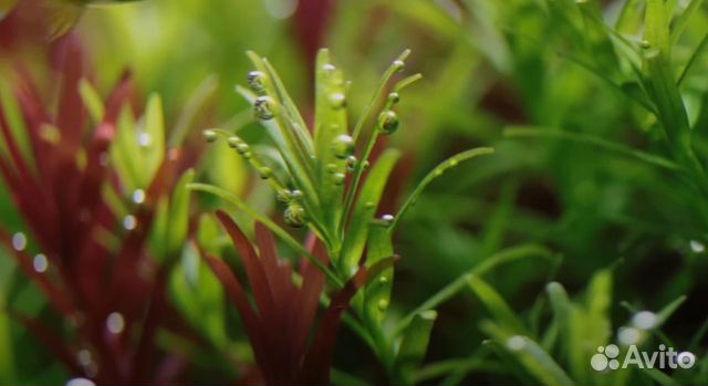 Аквариумные растения.Аквалеон