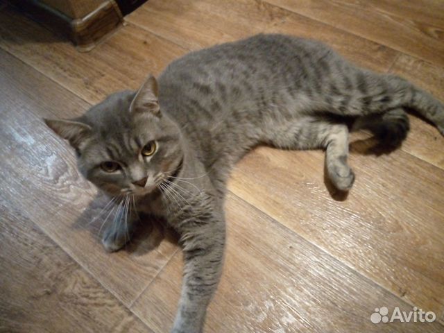 Отдам любимого и ласкового кота
