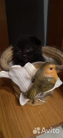 Шотладские вислоухие котята