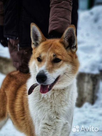 Собака в добрые руки
