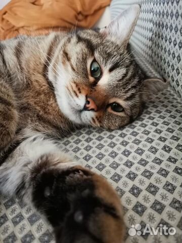Молодой котик Лука ищет дом