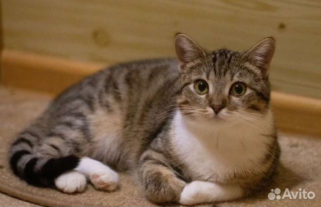 Красавица Лола в поисках своих мам/пап